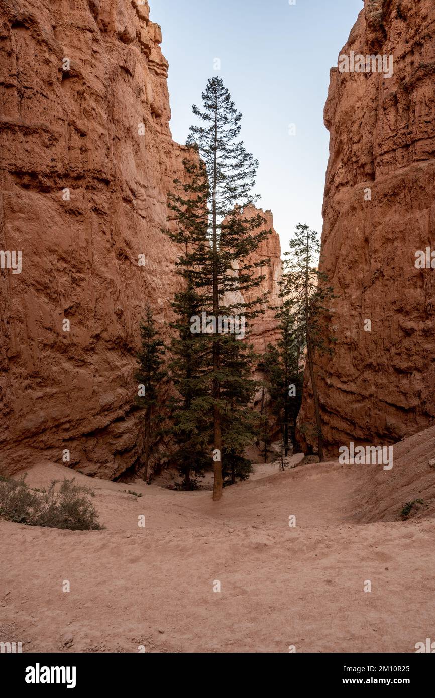 Navajo Loop Trail Trees Grow In The Switchbacks in Bryce Canyon Stock ...