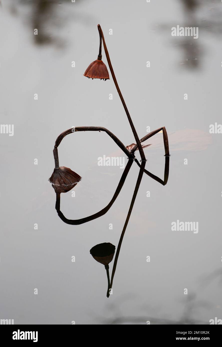 A vertical shot of broken dried lotus flowers reflecting in the water ...