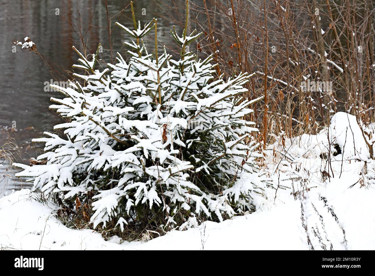 Spruce tree growing hi-res stock photography and images - Alamy