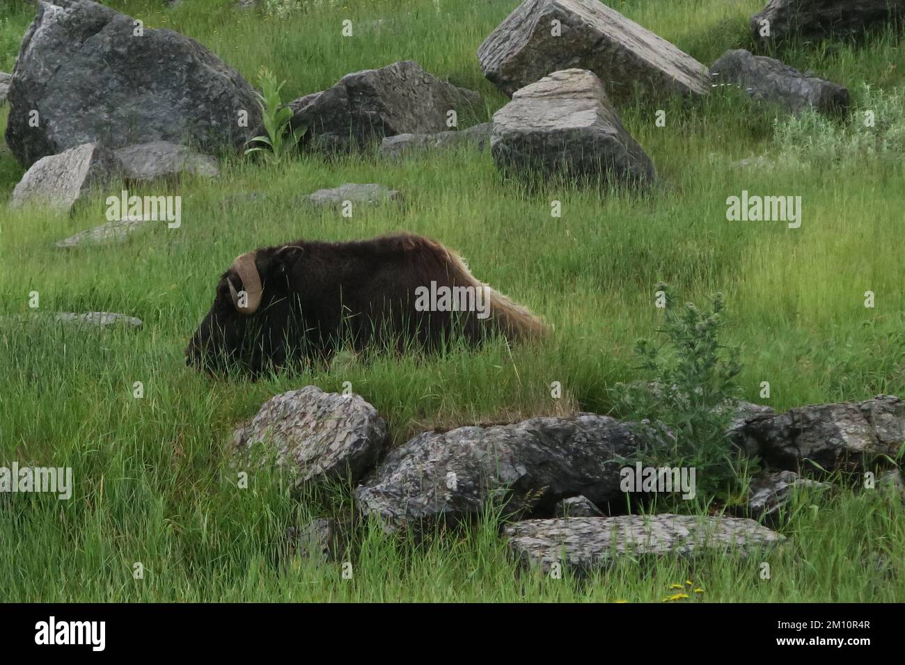 Bouleau de lac hi-res stock photography and images - Alamy