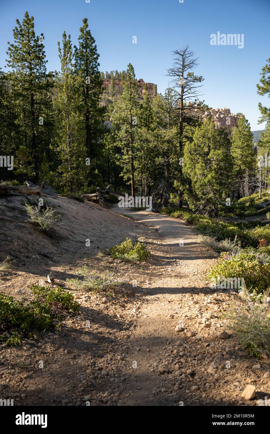 Open Area Between The Thick Forest of Below The Rim Trail in Bryce ...