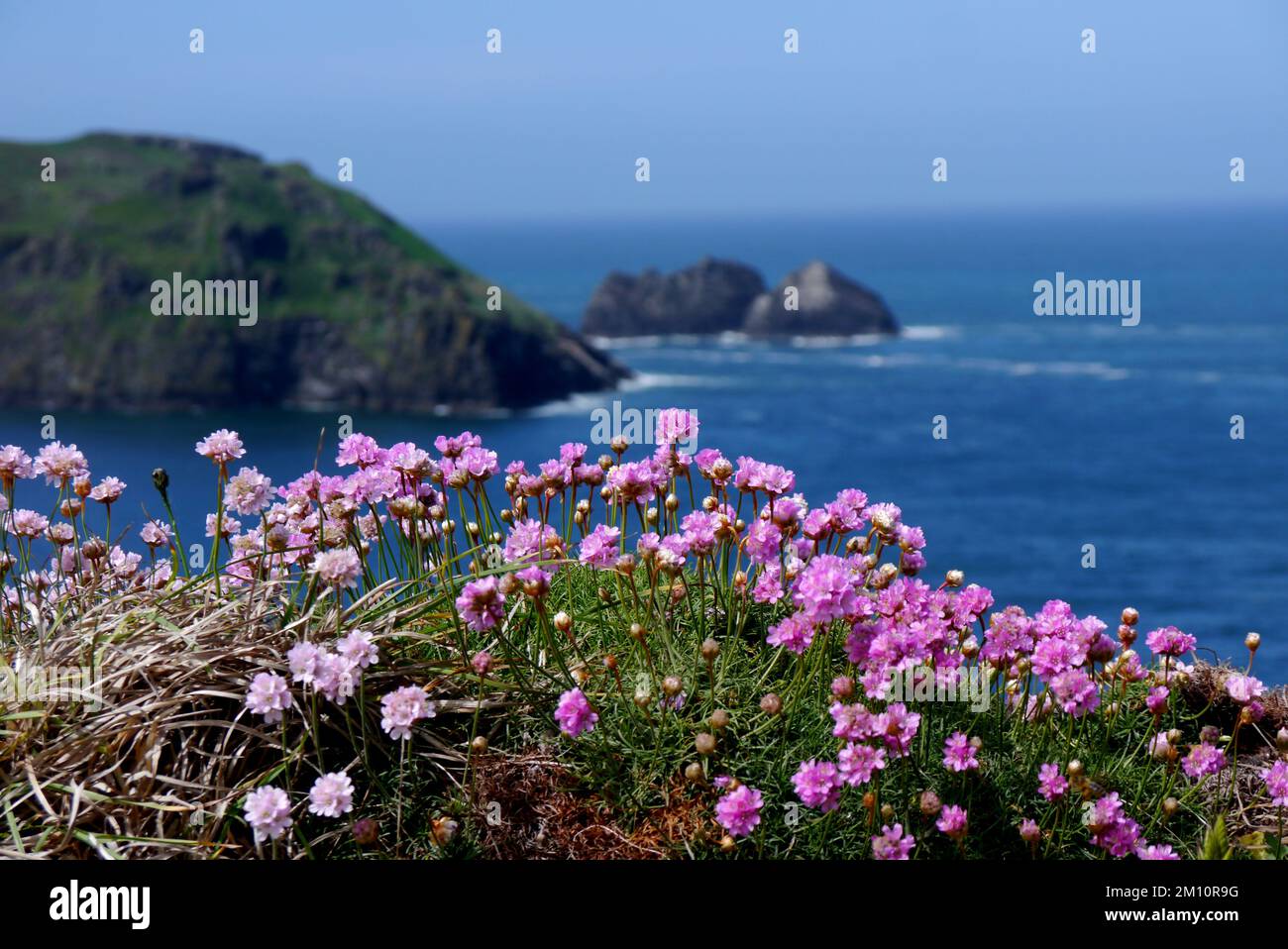 Wild Pink Sea Thrift (Armeria Maritima) with Lye Rock & The Sisters ...