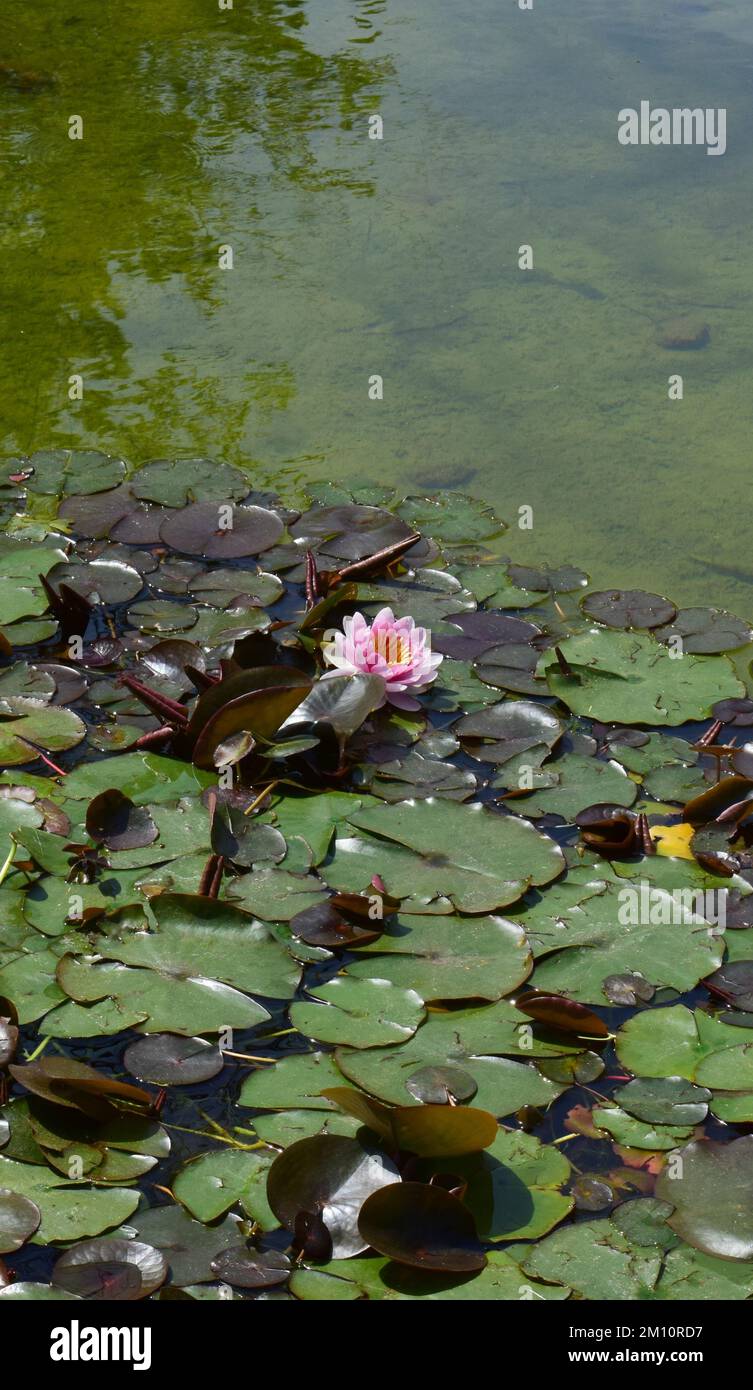 A vertical shot of pink lotus flowers with green leaves floating on the ...