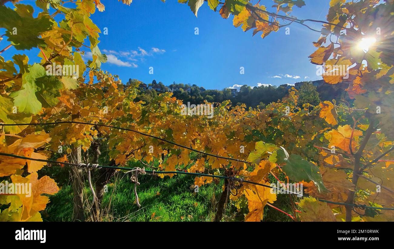 Wine growing area and natural landscapes with colorful vines in autumn ...