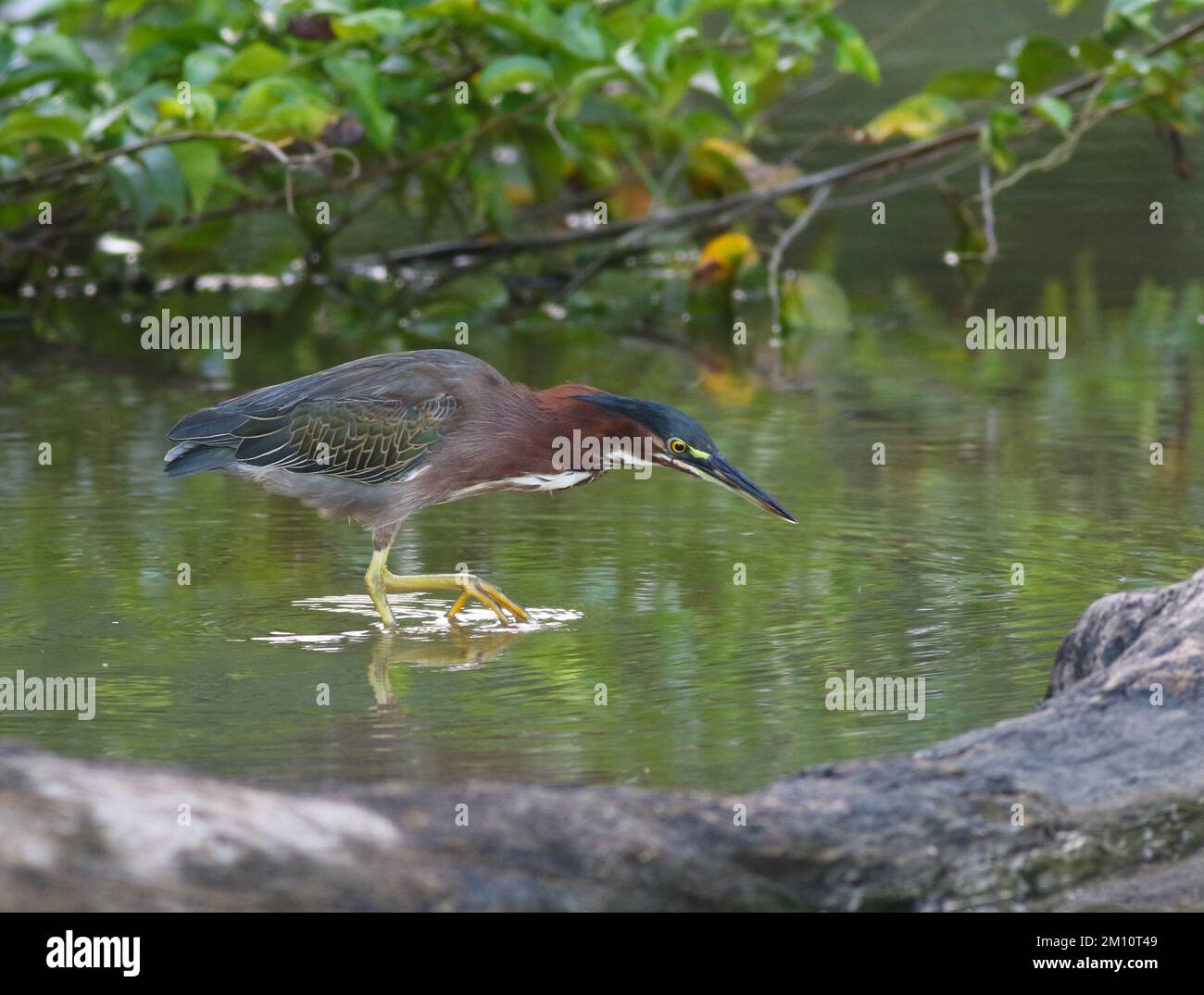 Green Heron, Guanacaste, Costa Rica Stock Photo - Alamy