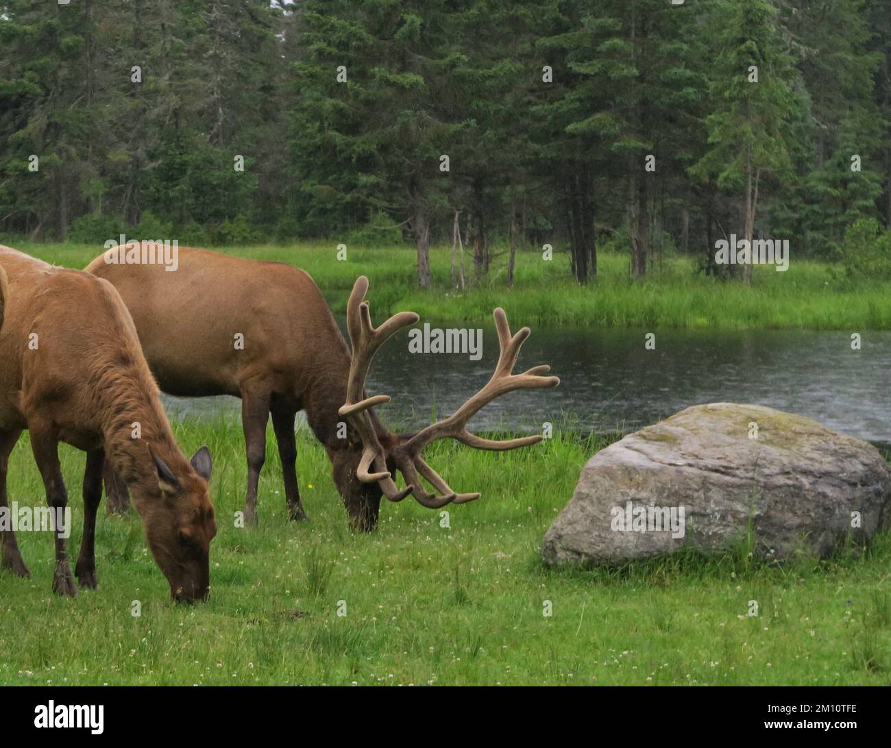 Sapin canadien hi-res stock photography and images - Alamy