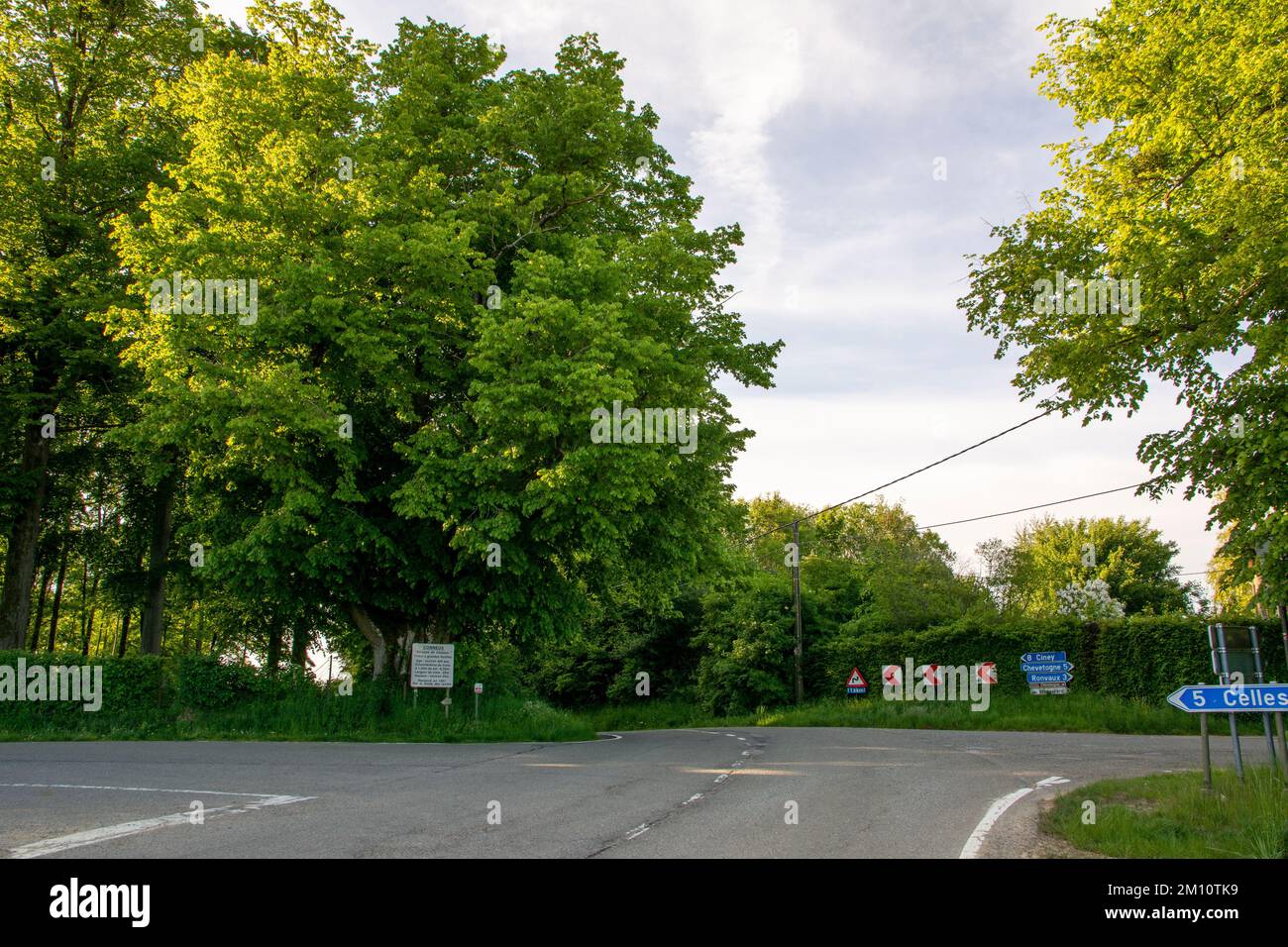 Conjoux, Belgium, May 2022: Baraque de Conjoux, one of the oldest Tilia ...