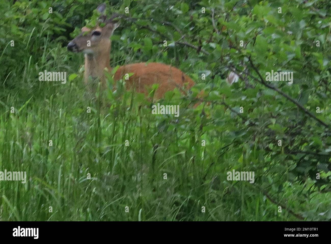 Ferme animaux hi-res stock photography and images - Alamy