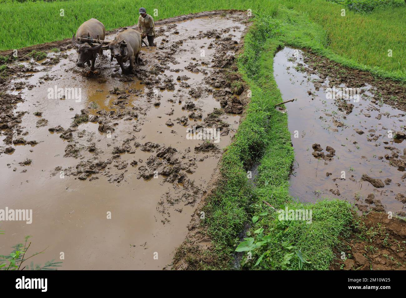 farmers plow paddy fields with buffalo Stock Photo - Alamy