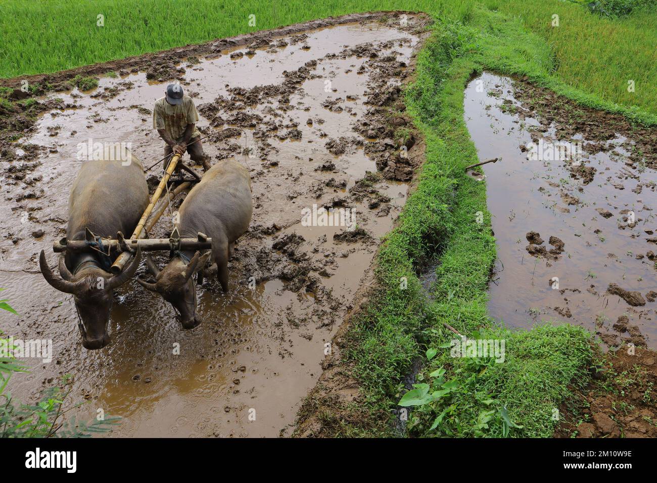 farmers plow paddy fields with buffalo Stock Photo - Alamy