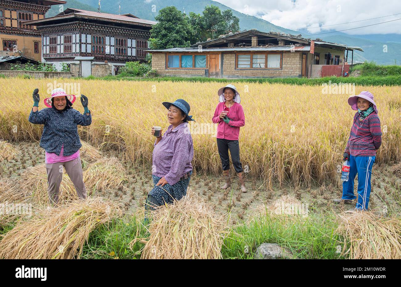Female farmers harvest rice Lobesa Punakha Bhutan Stock Photo - Alamy