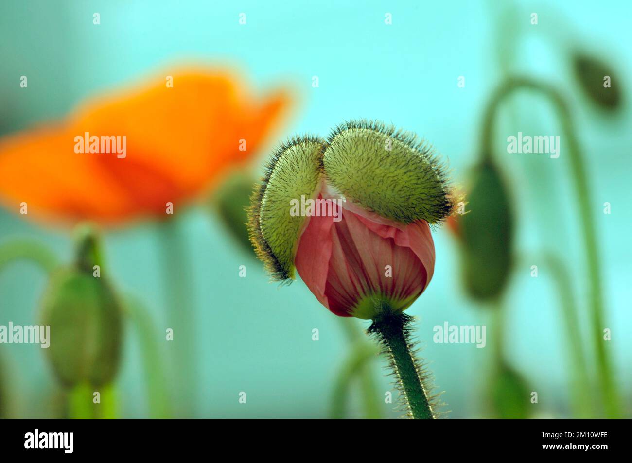 Poppy image hi-res stock photography and images - Alamy