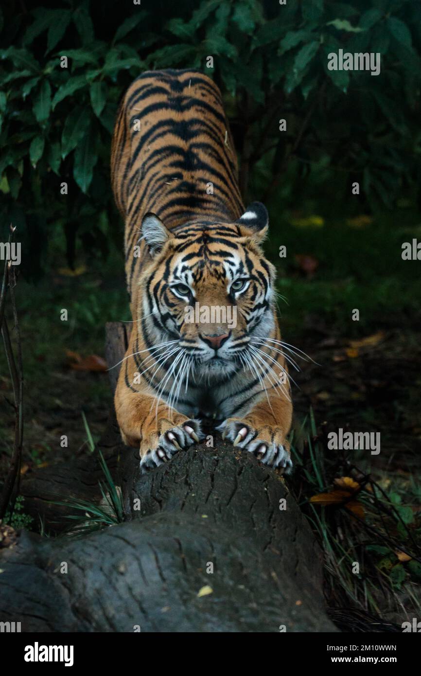 Gaysha, one of the ZSL London Zoo's critically Endangered Sumatran ...