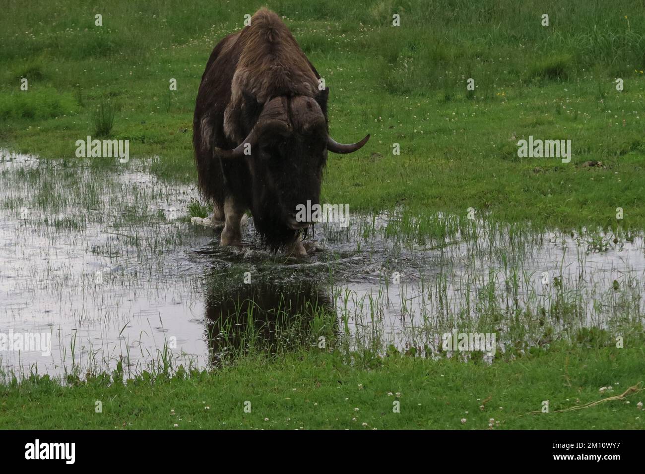 Sapin canadien hi-res stock photography and images - Alamy