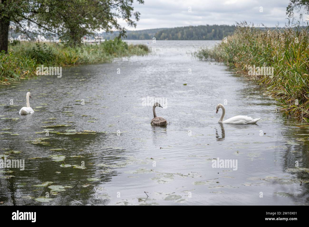 Swan family in front of Gripsholm castle located in Mariefred ...