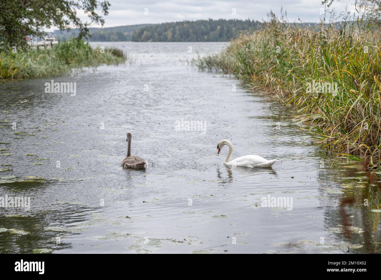 Swan family in front of Gripsholm castle located in Mariefred ...