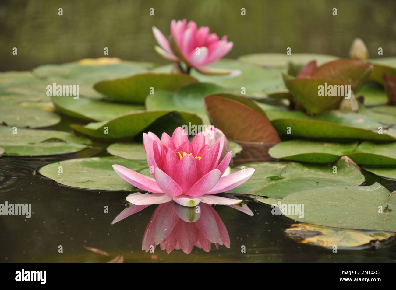Blossoming lotus flower Stock Photo - Alamy