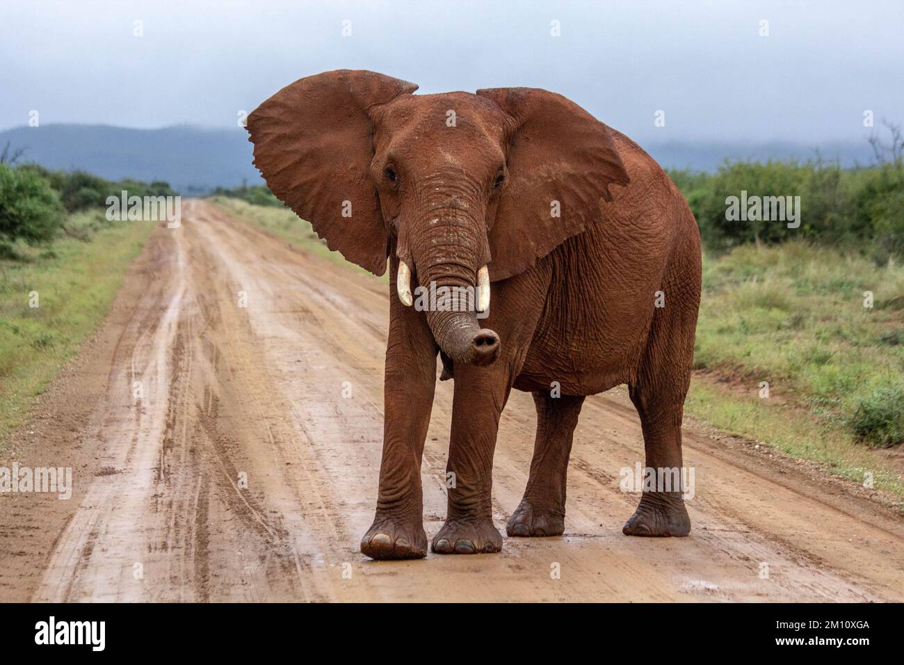 Red elephant of Madikwe. The red is due to the color of the mud that ...