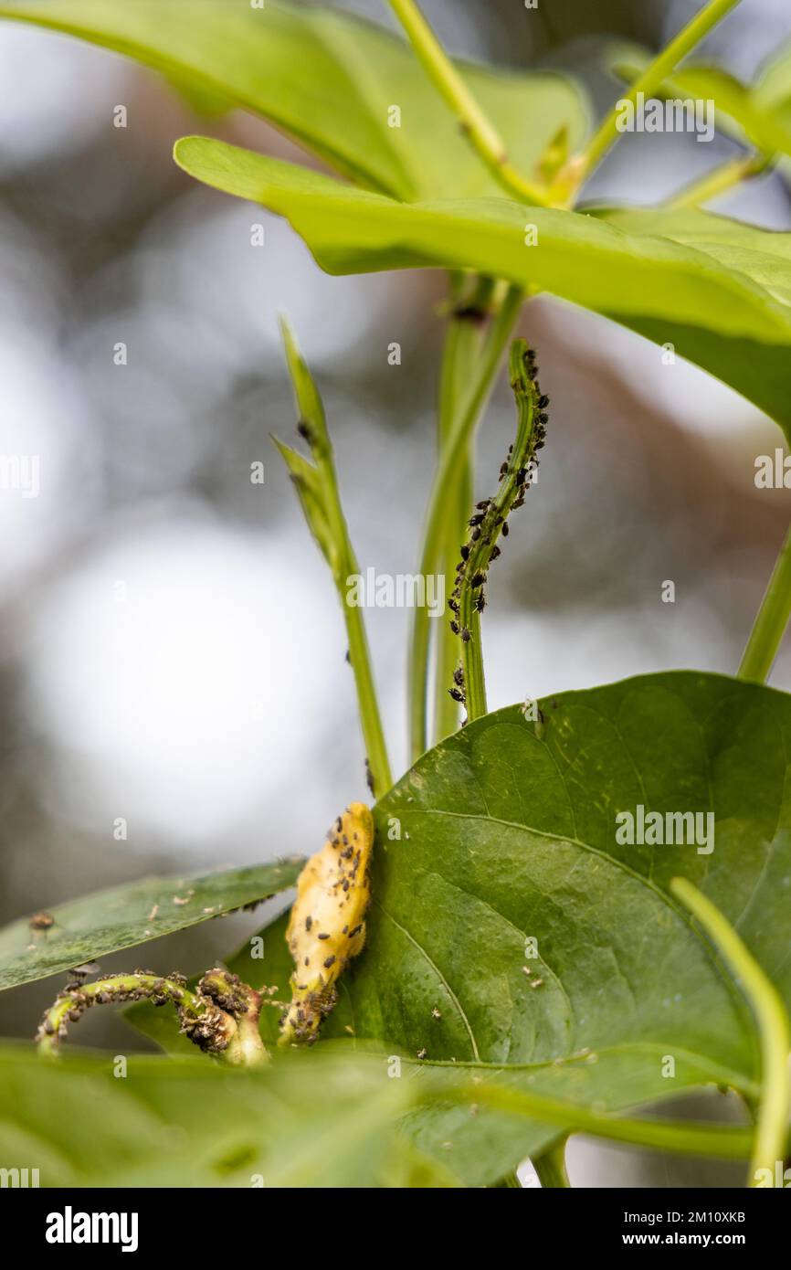 Greenfly beans hi-res stock photography and images - Alamy