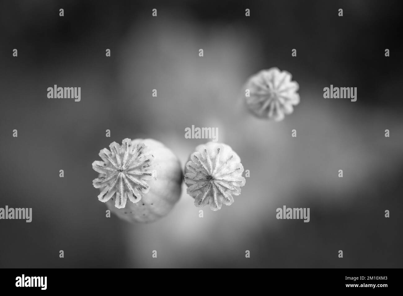 A macro shot of withered poppy flowers Stock Photo - Alamy