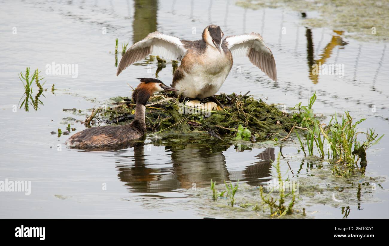 A view of the Great grebe in the lake Stock Photo - Alamy