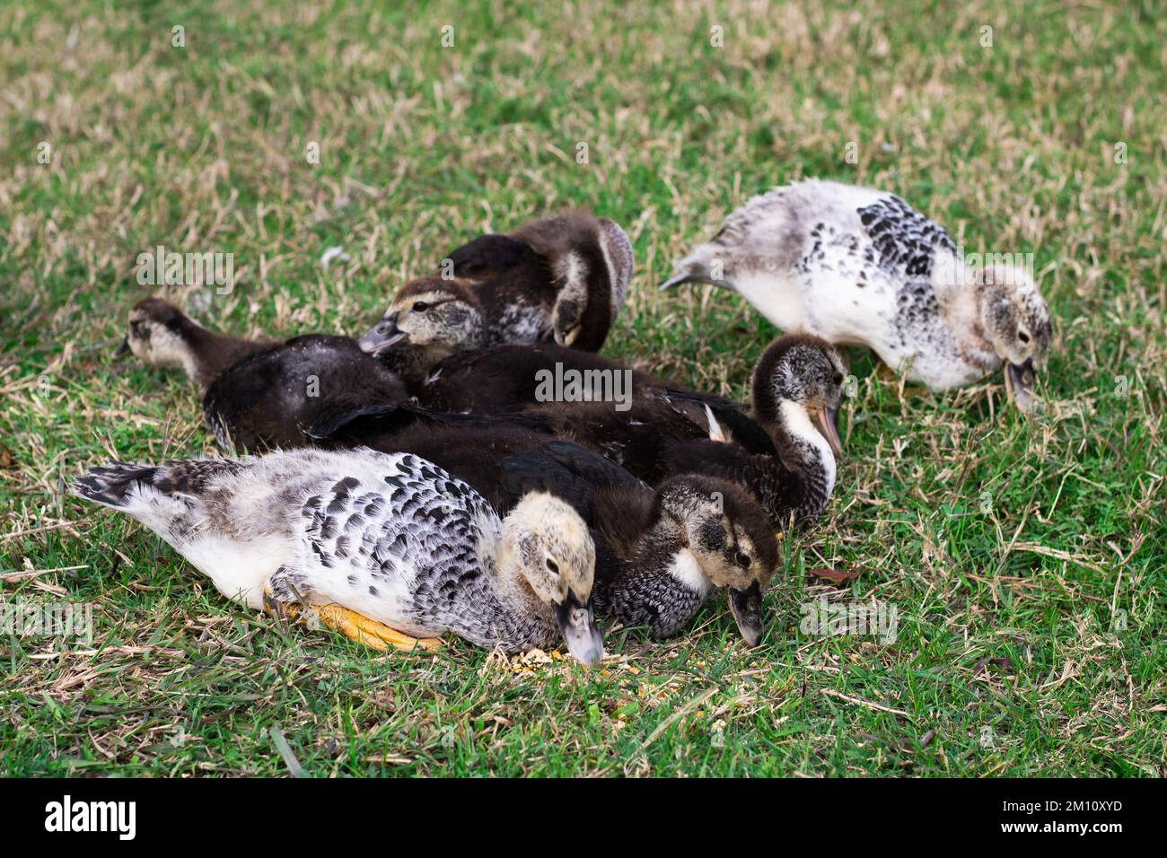A view of the ducks eating feed on the green grass Stock Photo - Alamy