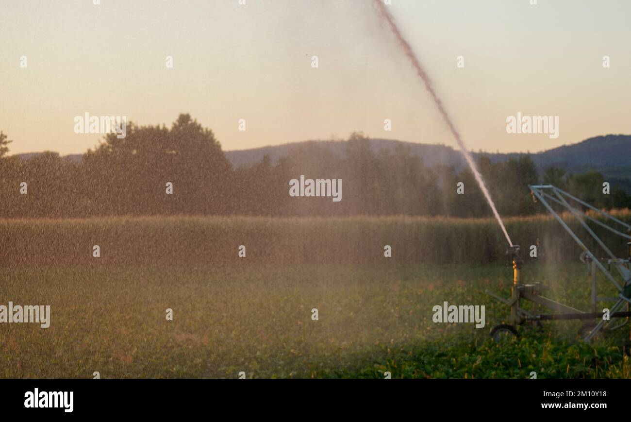 Irrigation after prolonged drought is necessary for field and garden ...