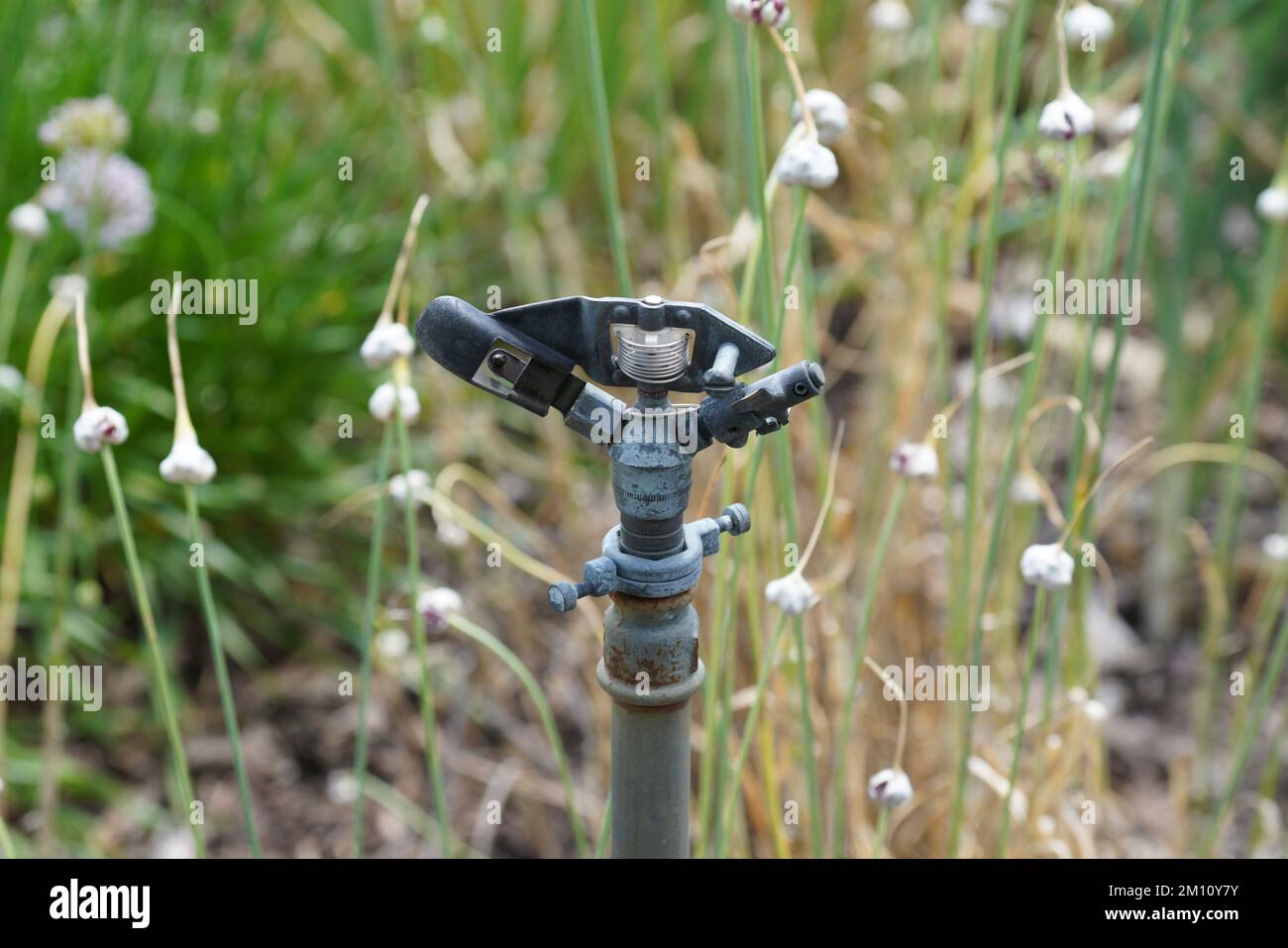 Irrigation after prolonged drought is necessary for field and garden ...