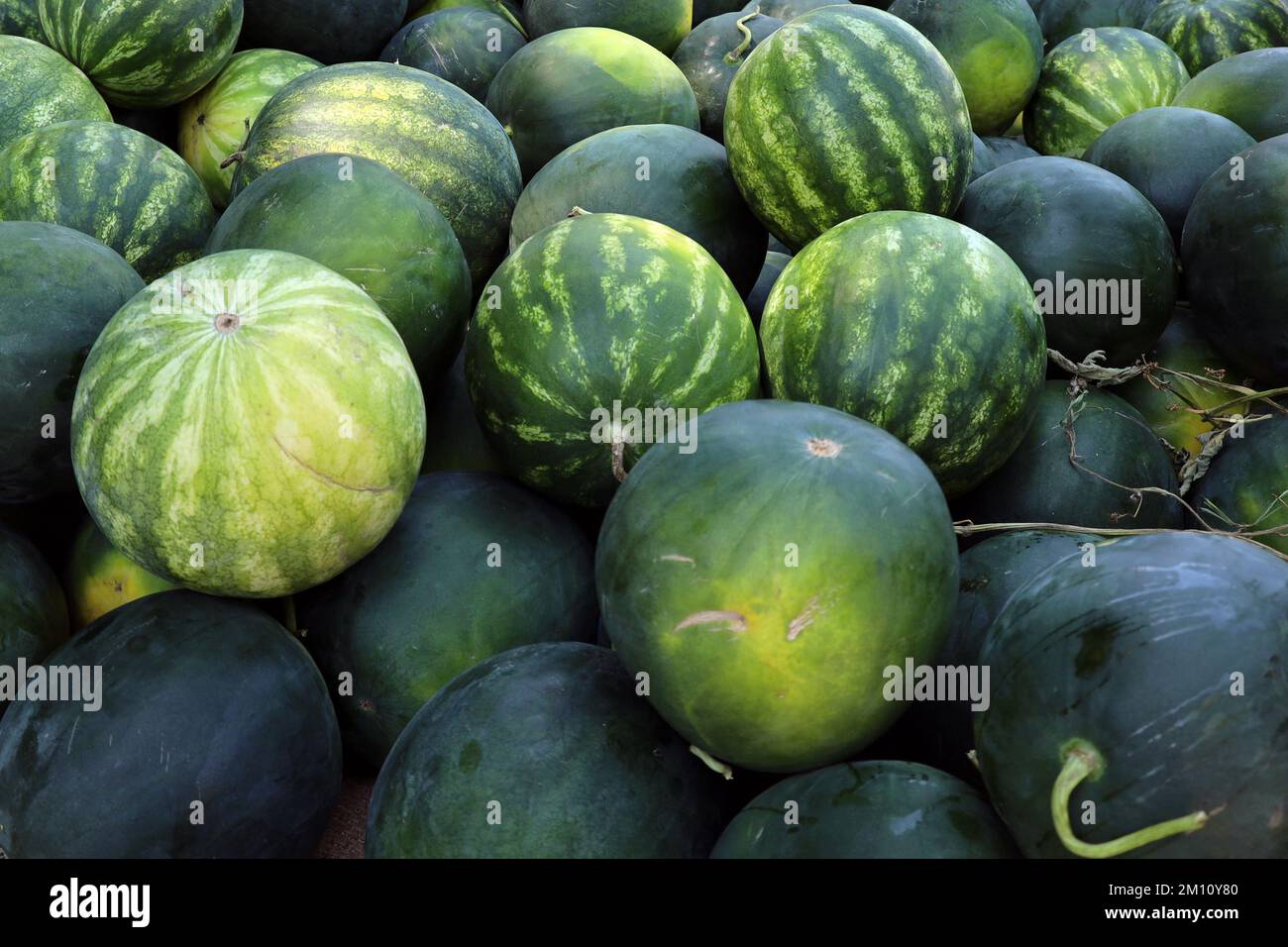 Many ripe large watermelons market hi-res stock photography and images ...