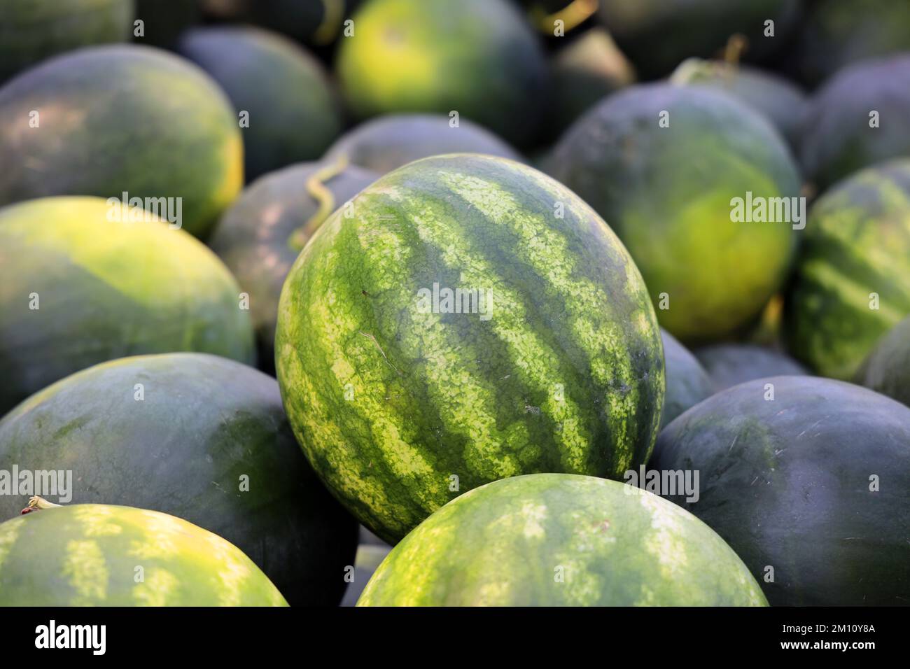 Many ripe large watermelons market hi-res stock photography and images ...