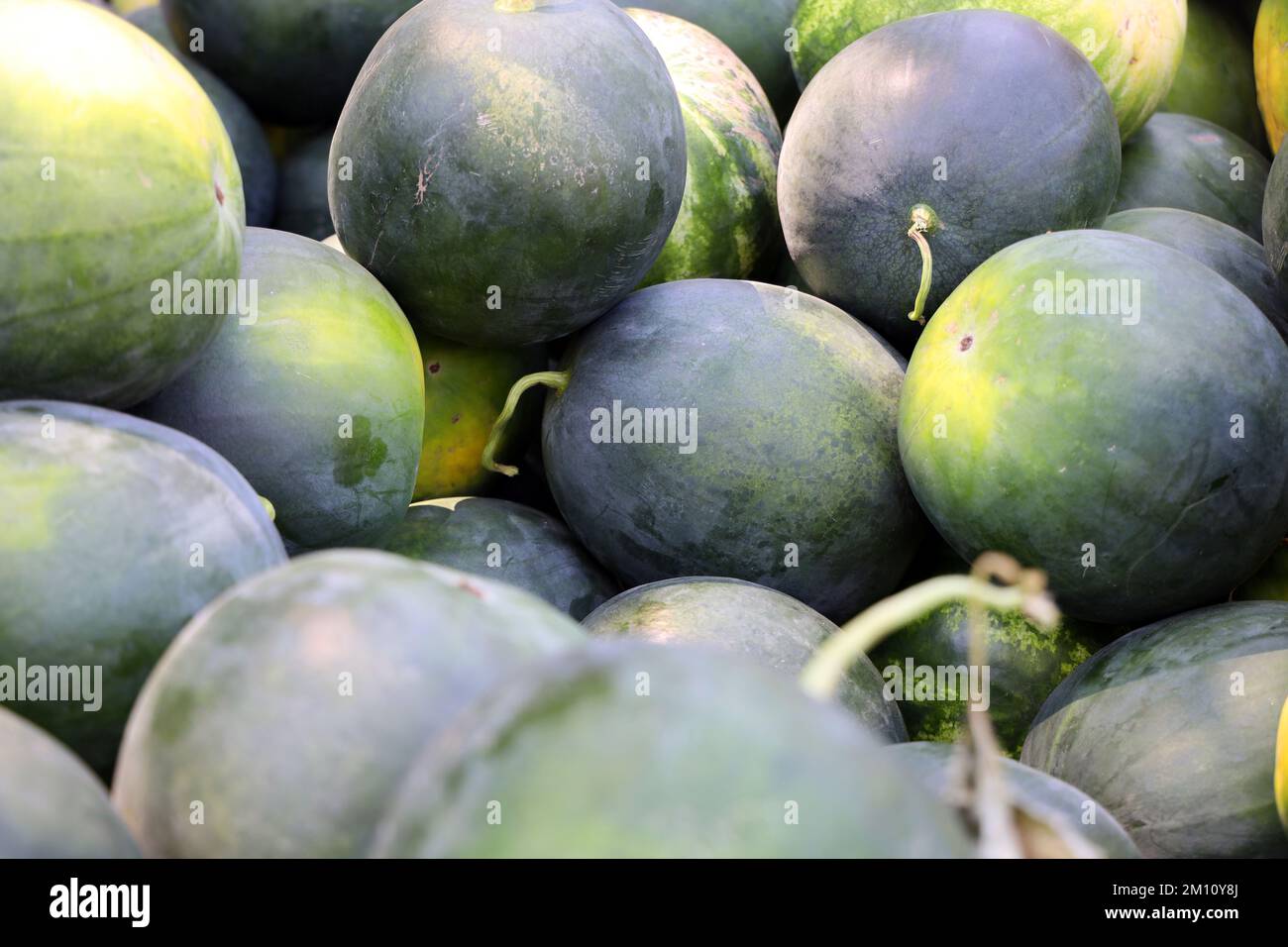 Large pile ripe green watermelons hi-res stock photography and images ...