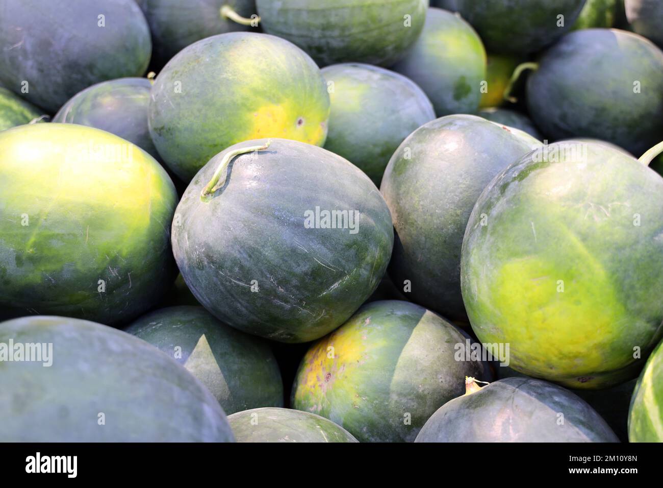 Watermelon sale farm in hi-res stock photography and images - Alamy