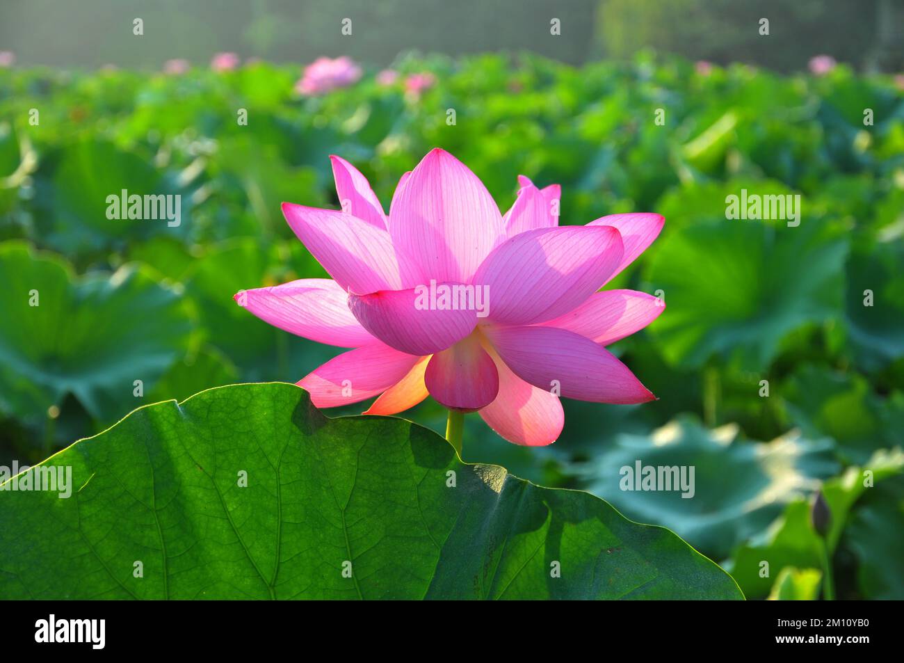 blossom lotus flowers in pond Stock Photo - Alamy