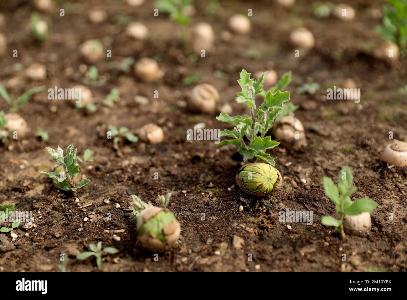 Quercus robur sprouting acorns in greenhouse Stock Photo - Alamy