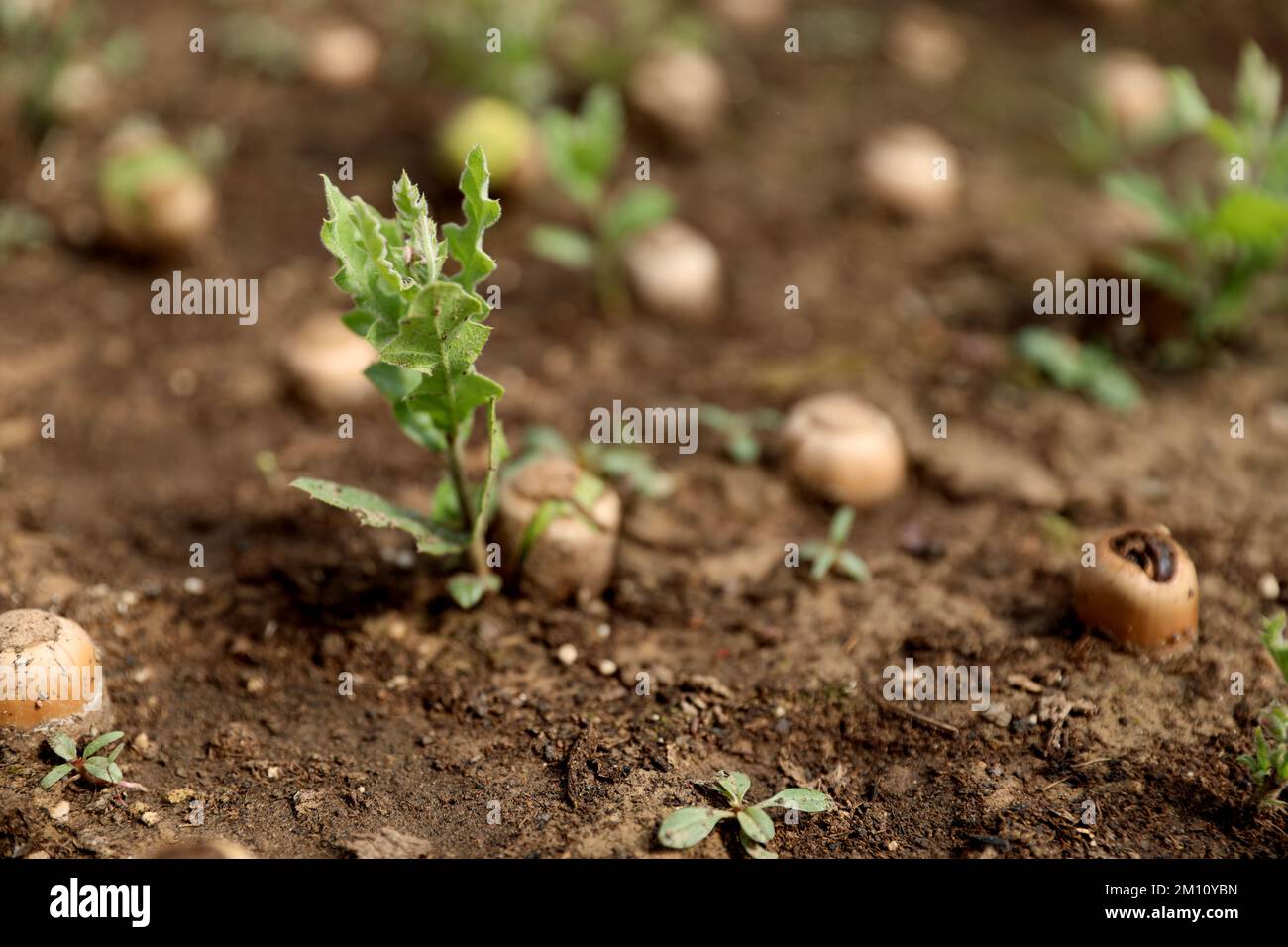Quercus robur sprouting acorns in greenhouse Stock Photo - Alamy
