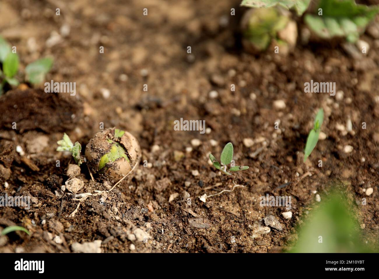 Quercus robur sprouting acorns in greenhouse Stock Photo - Alamy