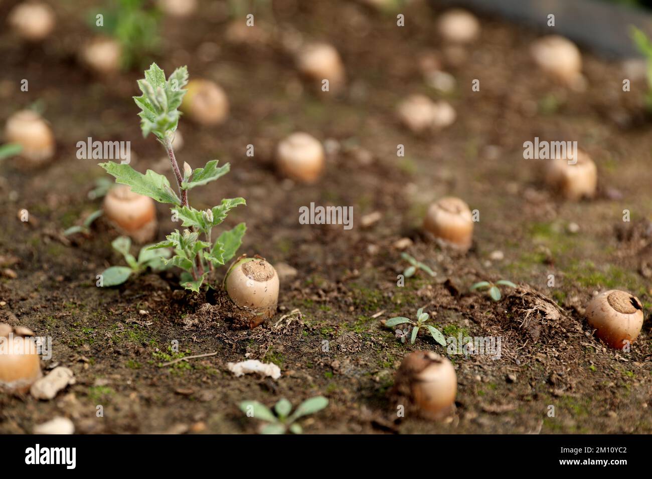 Quercus robur sprouting acorns in greenhouse Stock Photo - Alamy