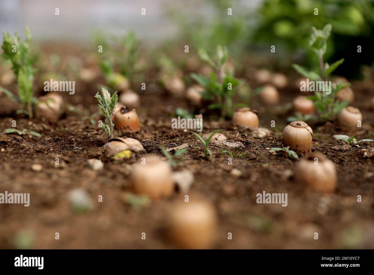 Quercus robur sprouting acorns in greenhouse Stock Photo - Alamy