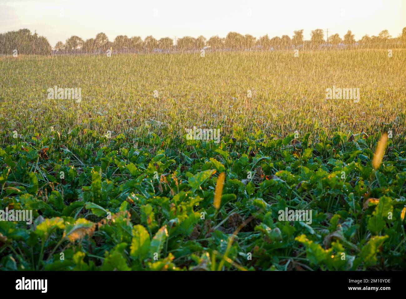 Irrigation after prolonged drought is necessary for field and garden ...