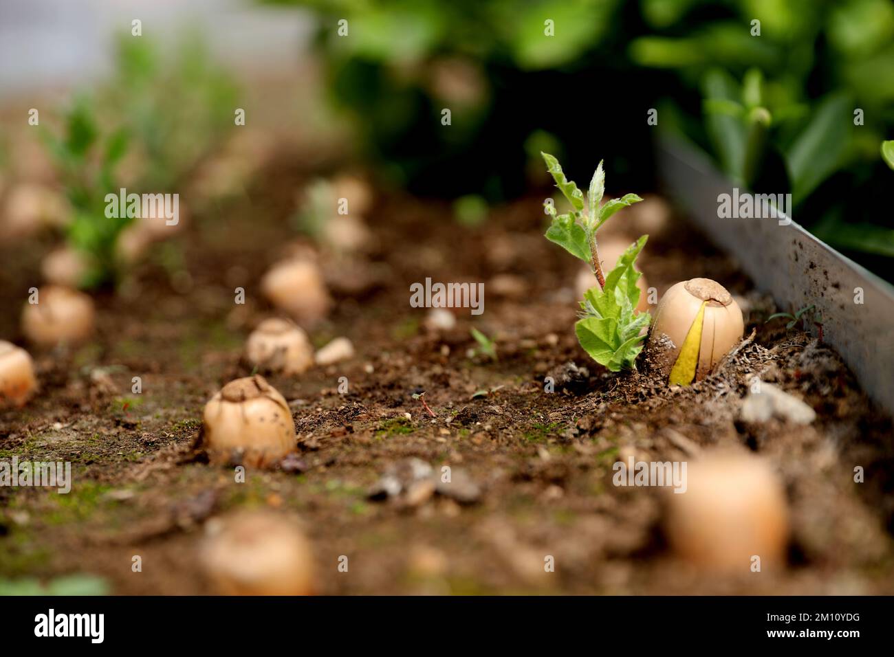 English oak quercus robur seedling hi-res stock photography and images ...