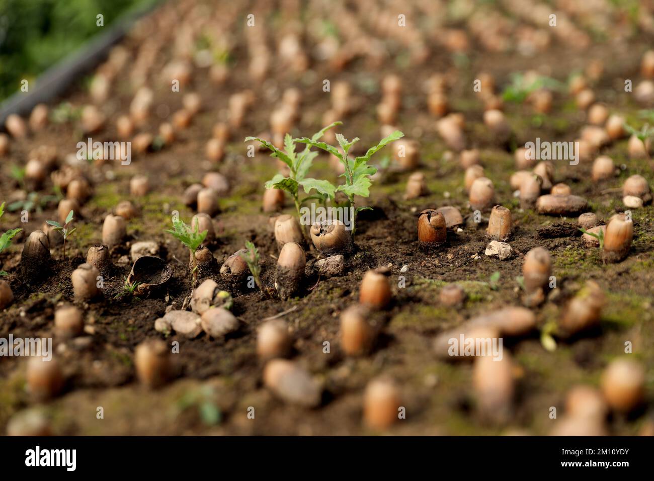 Quercus robur sprouting acorns in greenhouse Stock Photo - Alamy