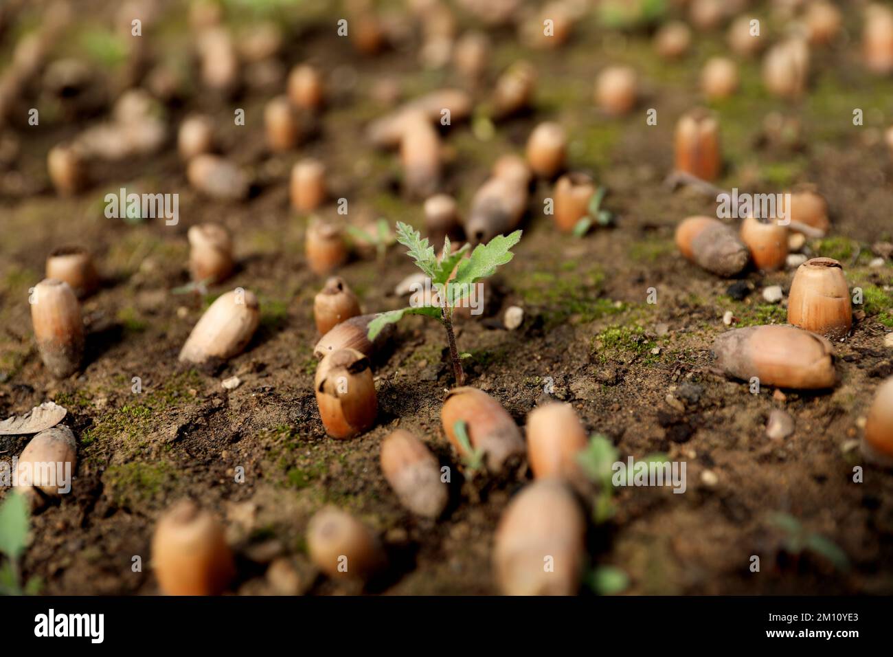 Quercus robur sprouting acorns in greenhouse Stock Photo - Alamy