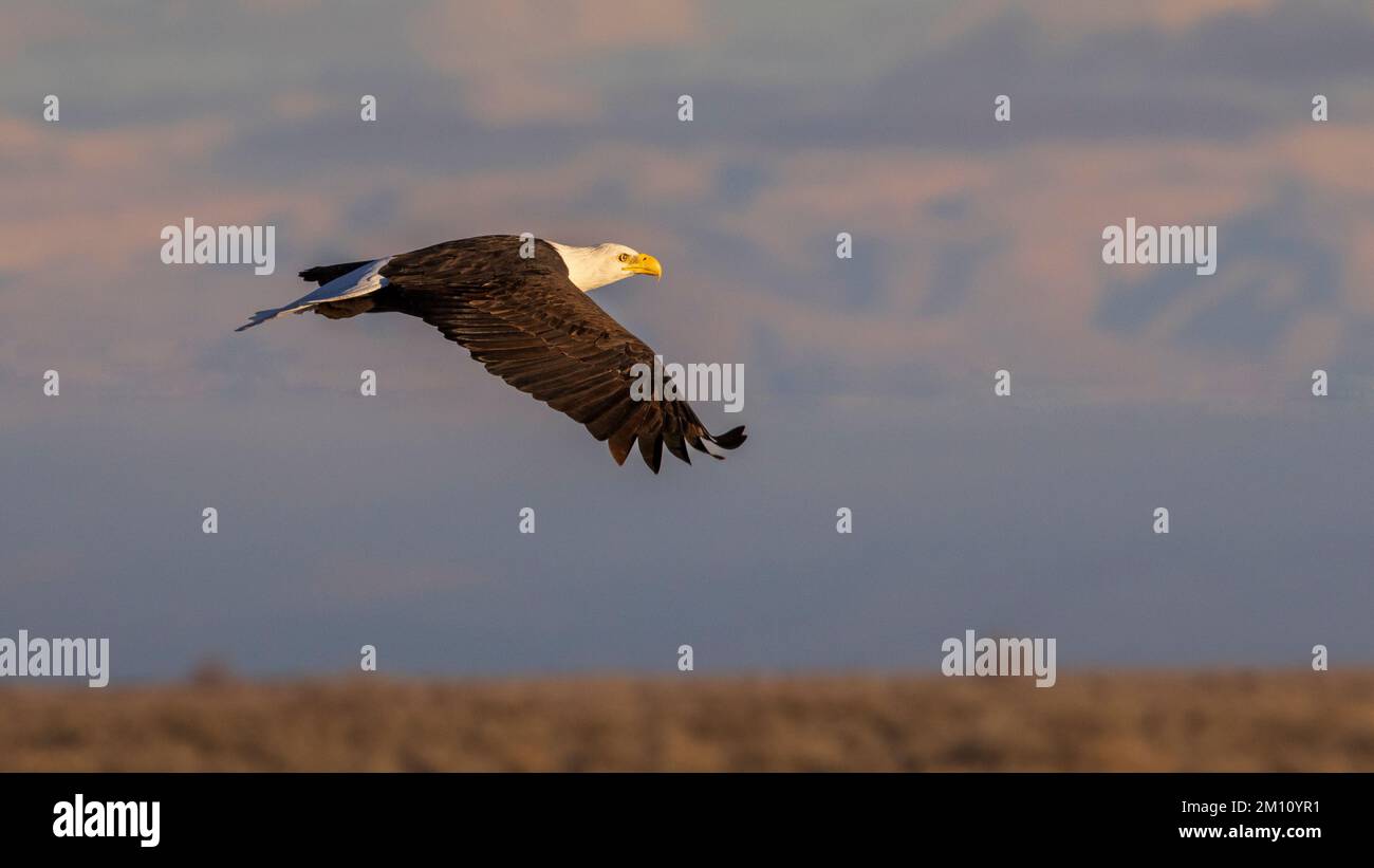 Bald eagle (Haliaeetus leucocephalus) in flight low over the Lassen ...