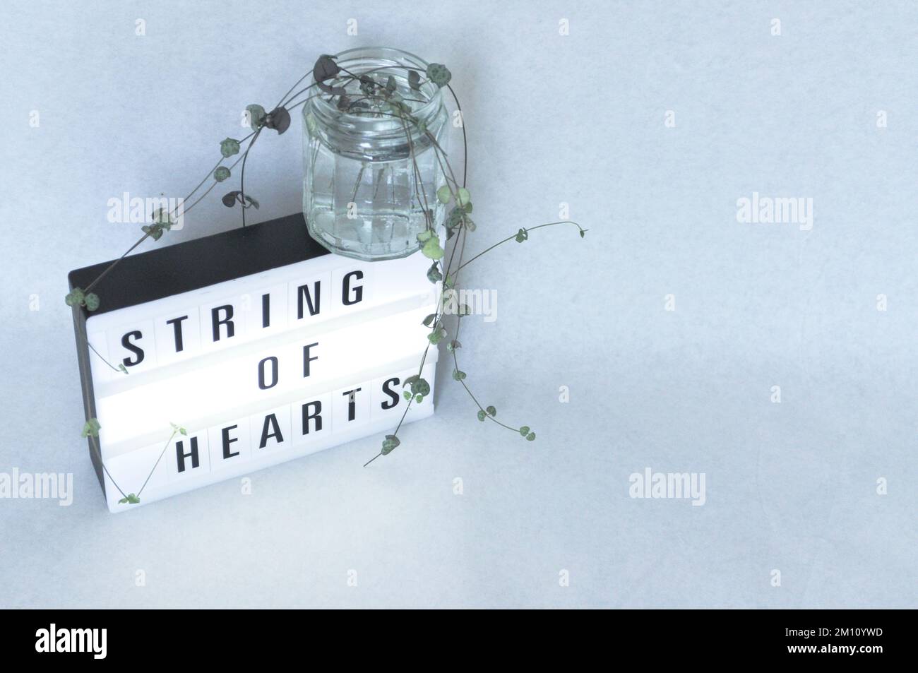 Cuttings from a String of Hearts plant (ceropegia woodii) propogating ...