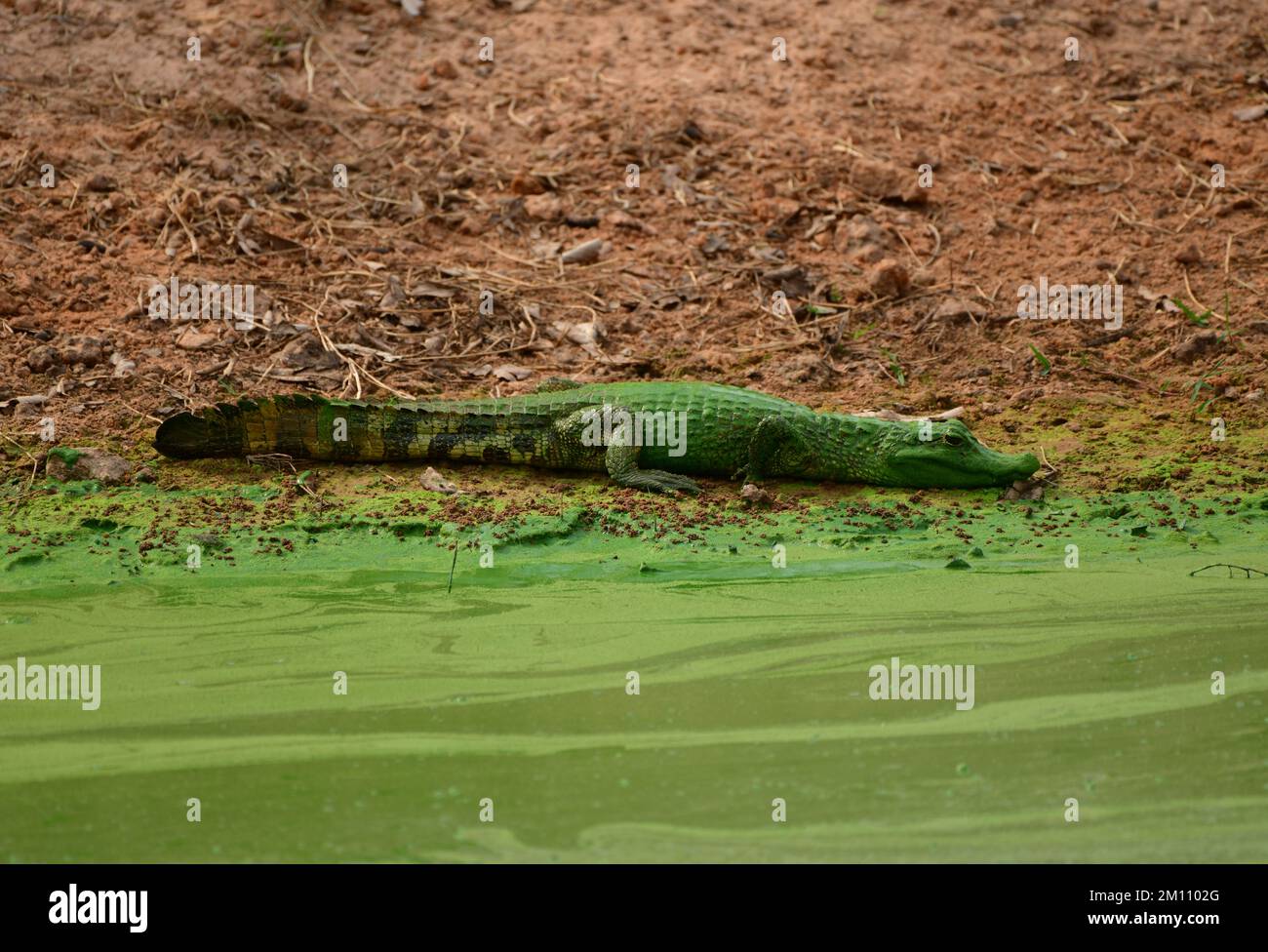 Yacare Caiman (Caiman yacare) resting near to a water pond. Pantanal ...