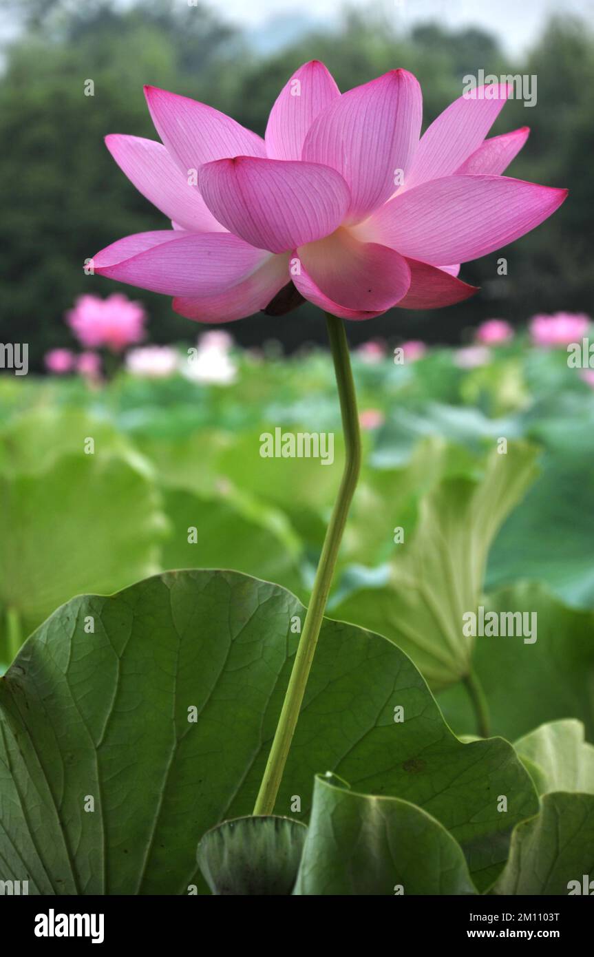blossom lotus flowers in pond Stock Photo - Alamy