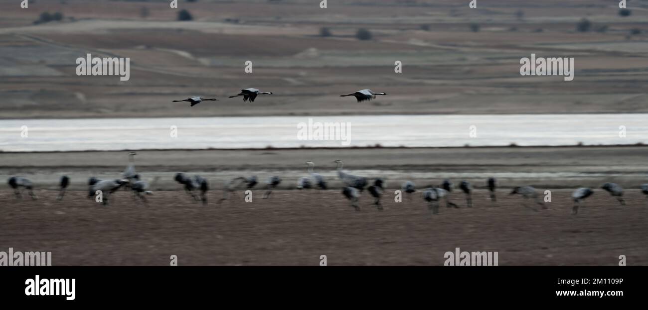Cranes flying in a row over a flock of cranes on the ground Stock Photo ...