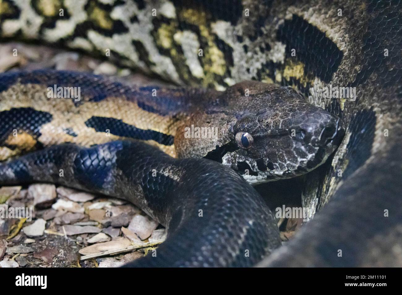 Close up portrait of alagasy ground boa. Madagascar boa. Acrantophis ...