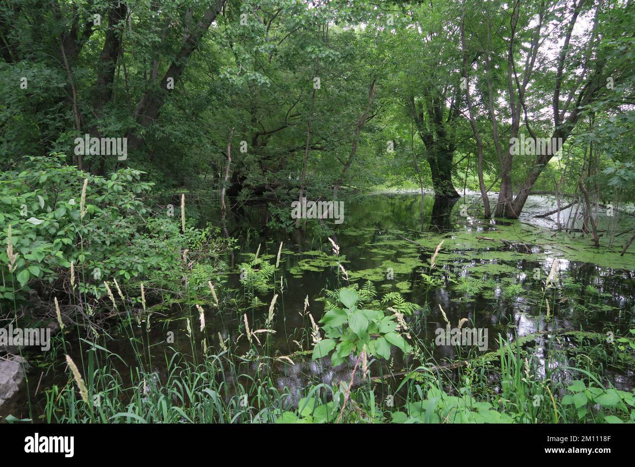 Sapin canadien hi-res stock photography and images - Alamy