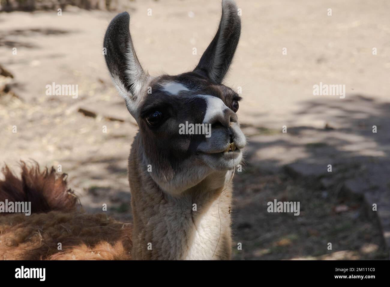 Guanaco portrait beautiful animal hi-res stock photography and images ...